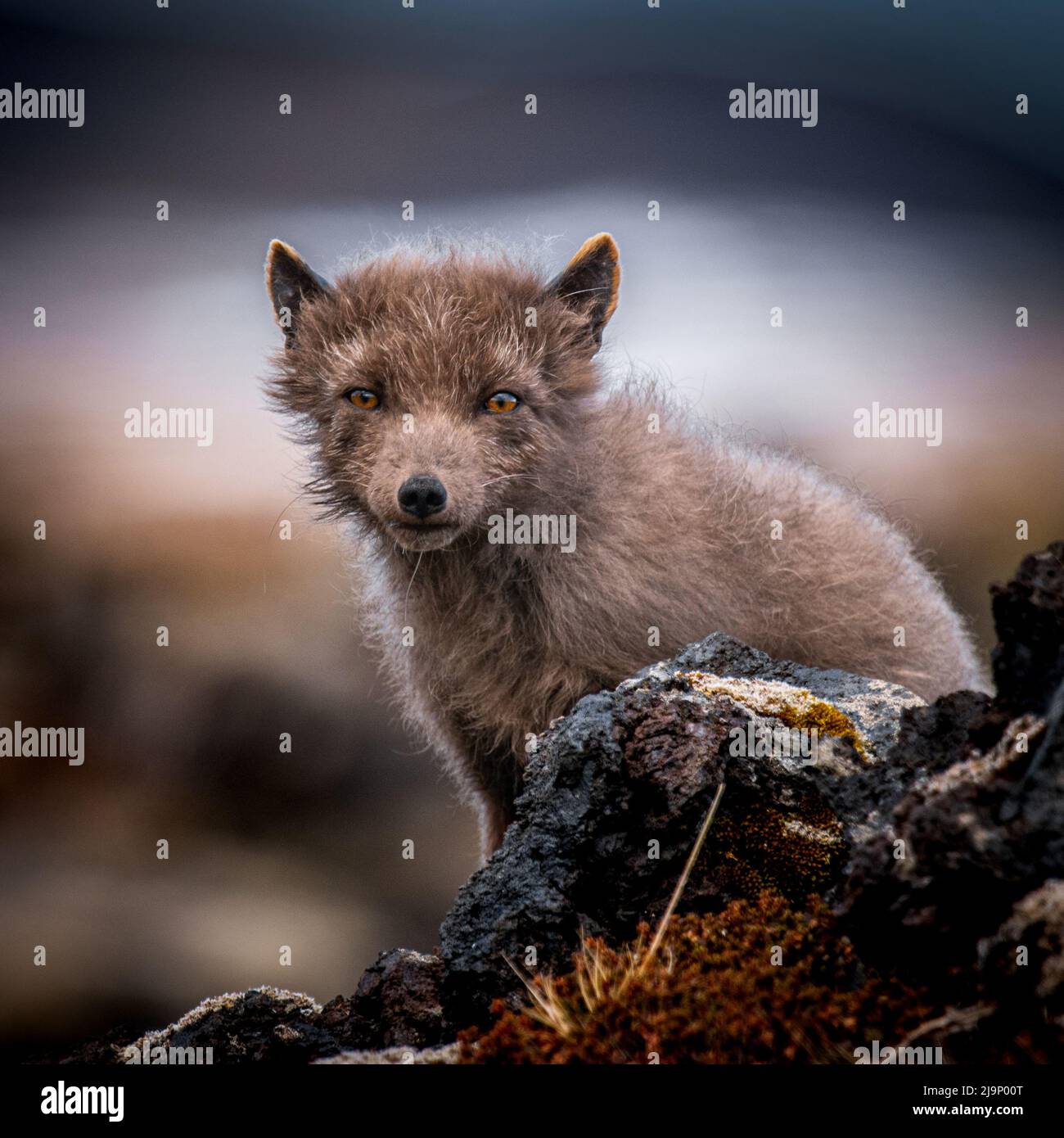 Arctic Fox cub prowling the lava fields of the Icelandic west coast ...