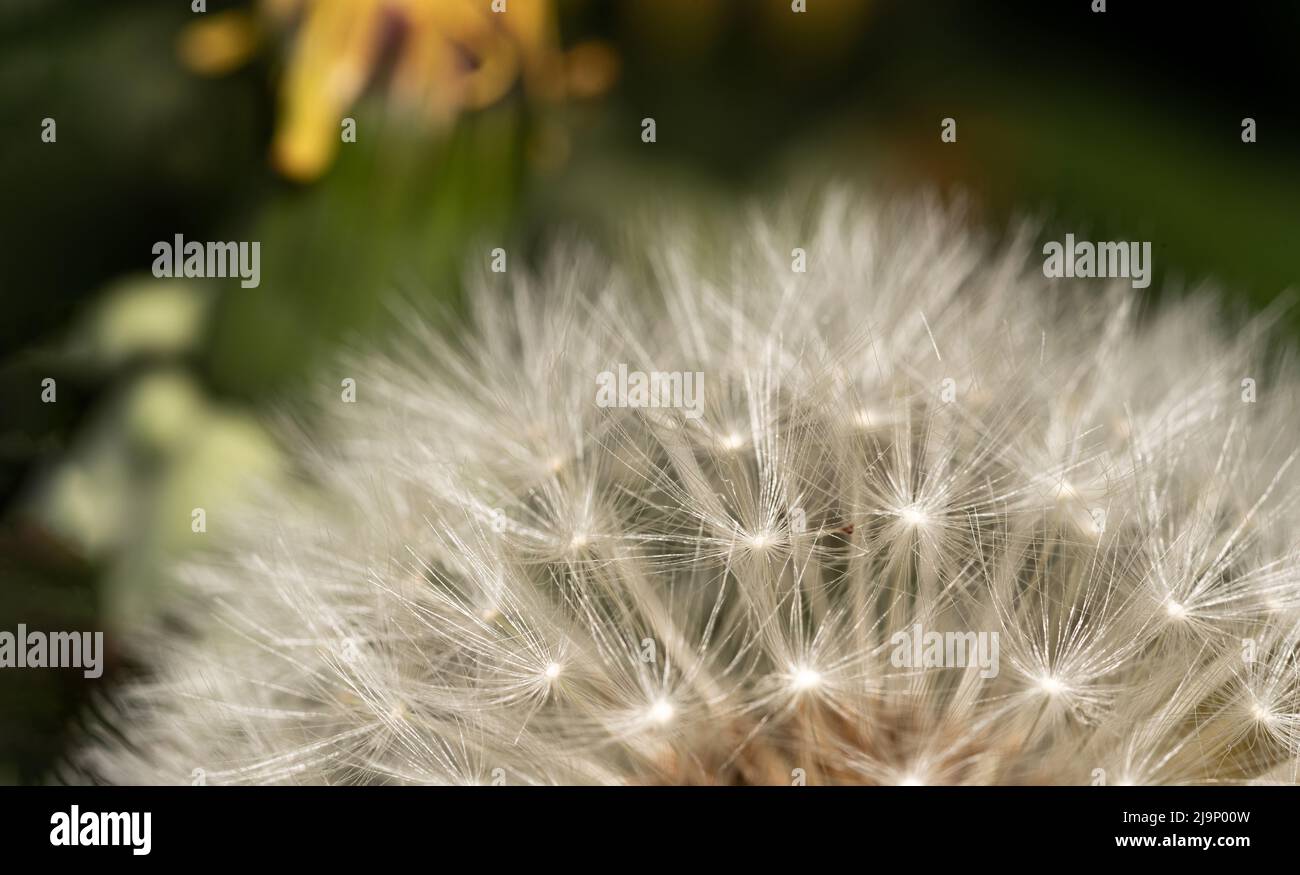 Dandelion on a macro scale. Dandelion seeds close-up. Spreading common ...