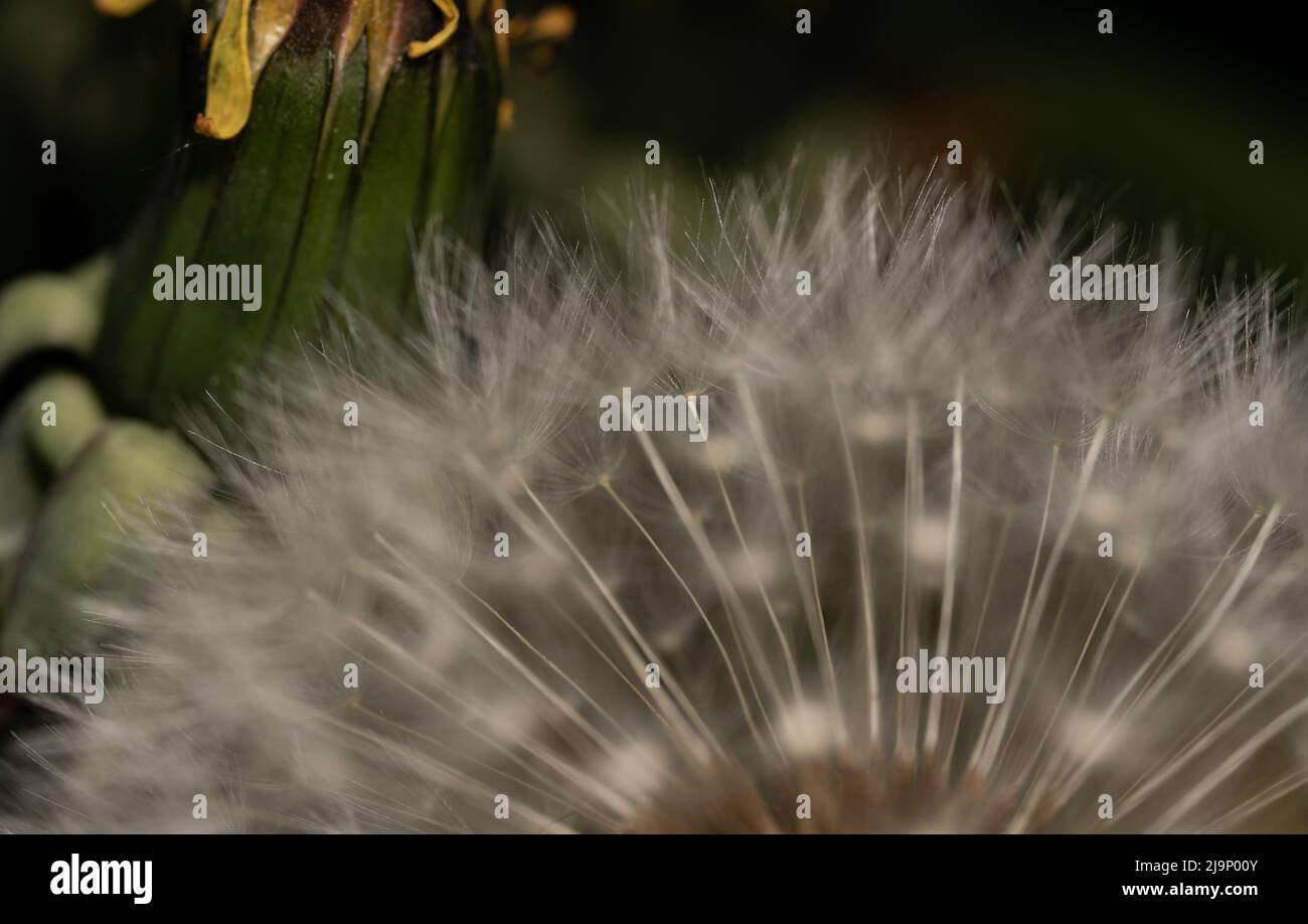 Dandelion on a macro scale. Dandelion seeds close-up. Spreading common ...