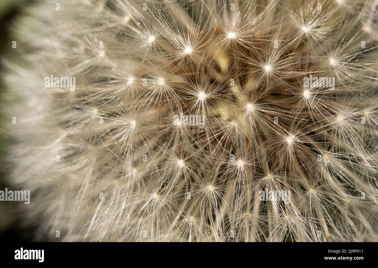 Dandelion on a macro scale. Dandelion seeds close-up. Spreading common ...