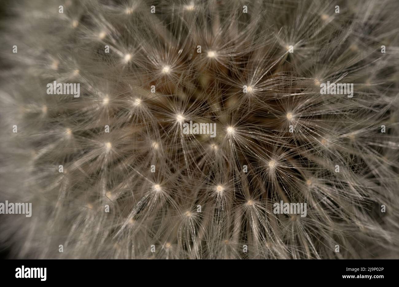 Dandelion on a macro scale. Dandelion seeds close-up. Spreading common ...