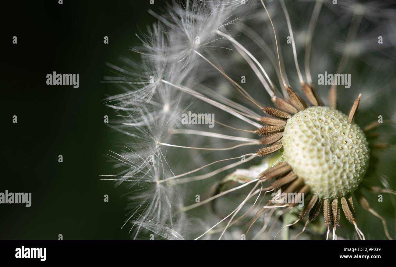 Dandelion on a macro scale. Dandelion seeds close-up. Spreading common ...