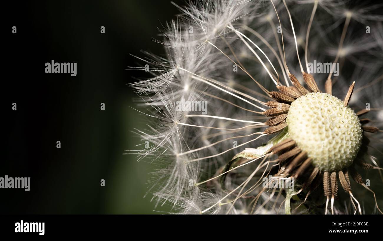 Dandelion on a macro scale. Dandelion seeds close-up. Spreading common ...