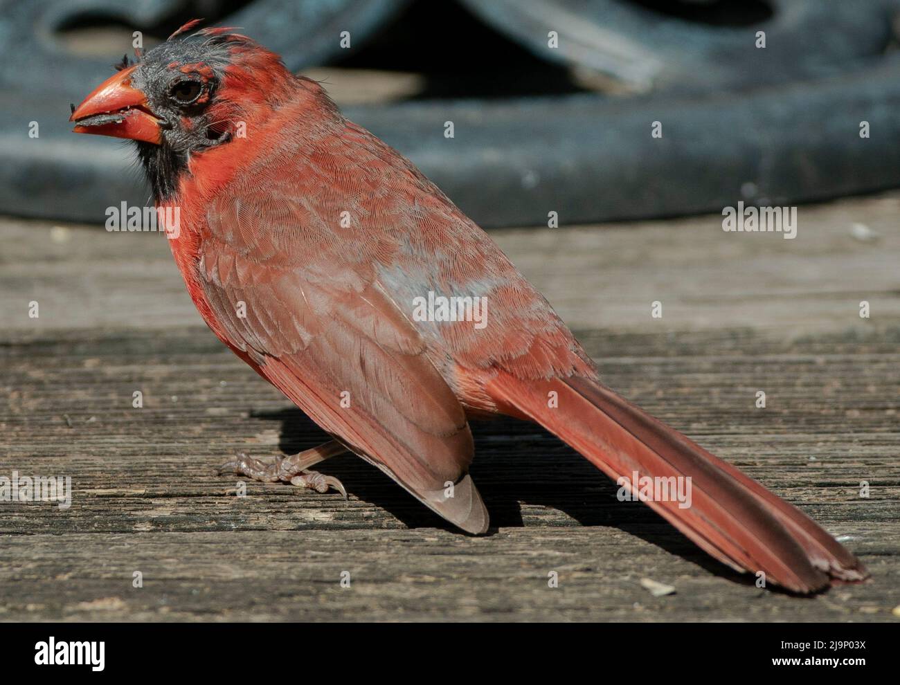 Backyard decking hi-res stock photography and images - Alamy