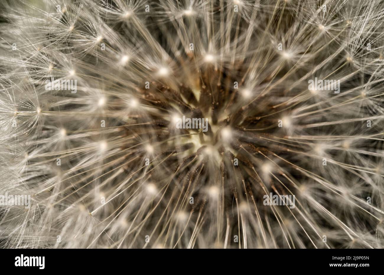 Dandelion on a macro scale. Dandelion seeds close-up. Spreading common ...
