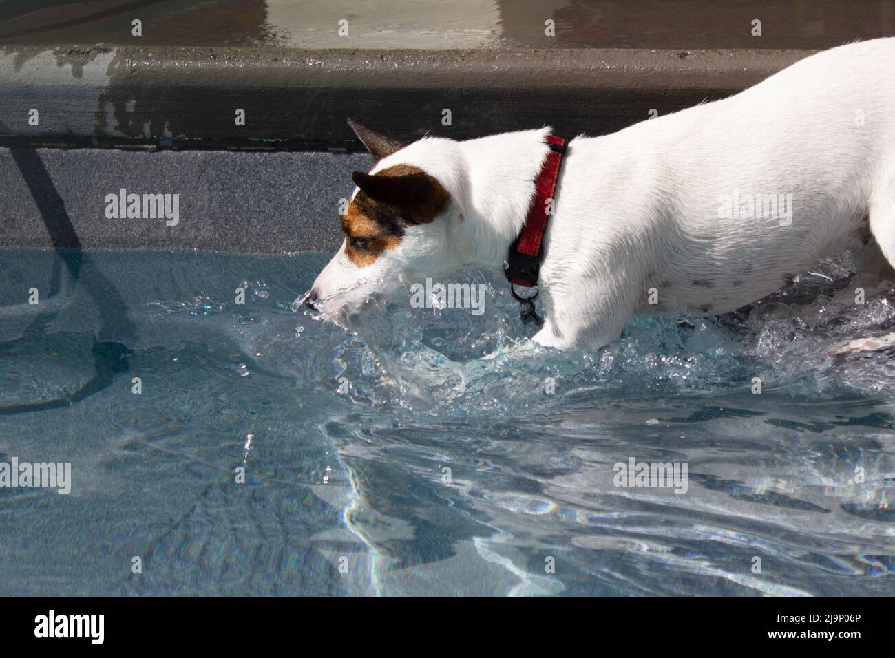 Jack Russel Terrier dog getting into a backyard swimming pool on a ...