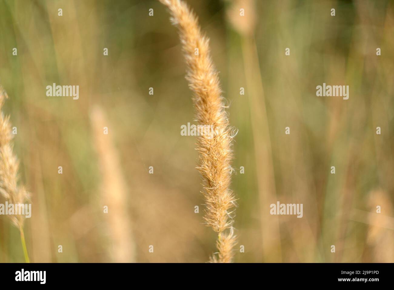 Marram grass waving in wind hi-res stock photography and images - Alamy