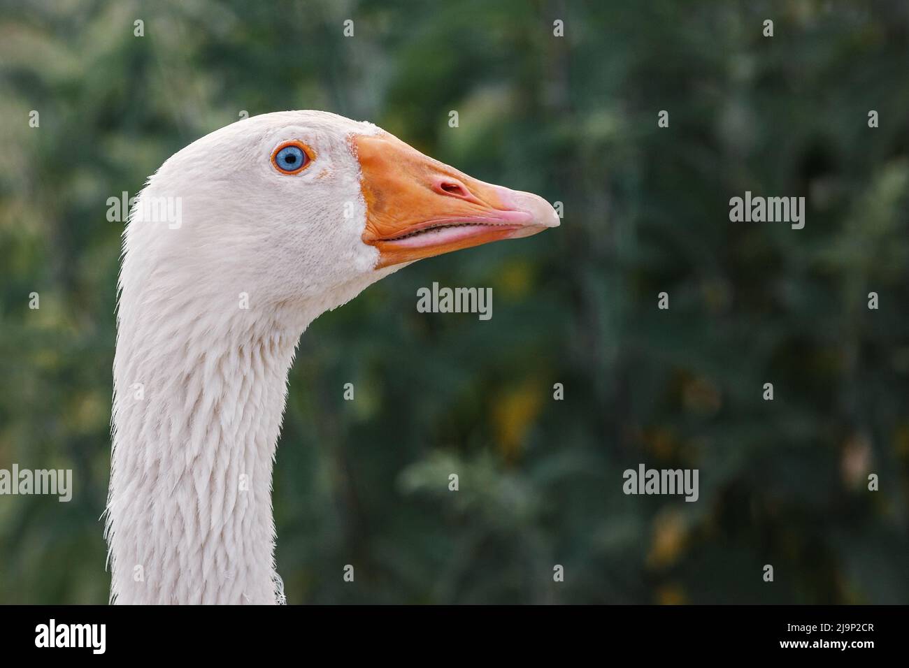 Domestic farm goose portrait hi-res stock photography and images - Alamy