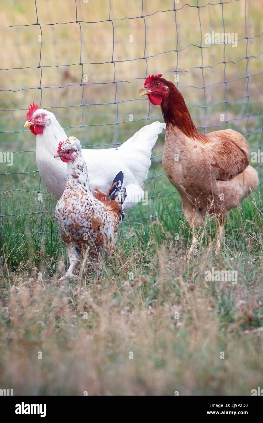 Tail hens hi-res stock photography and images - Alamy