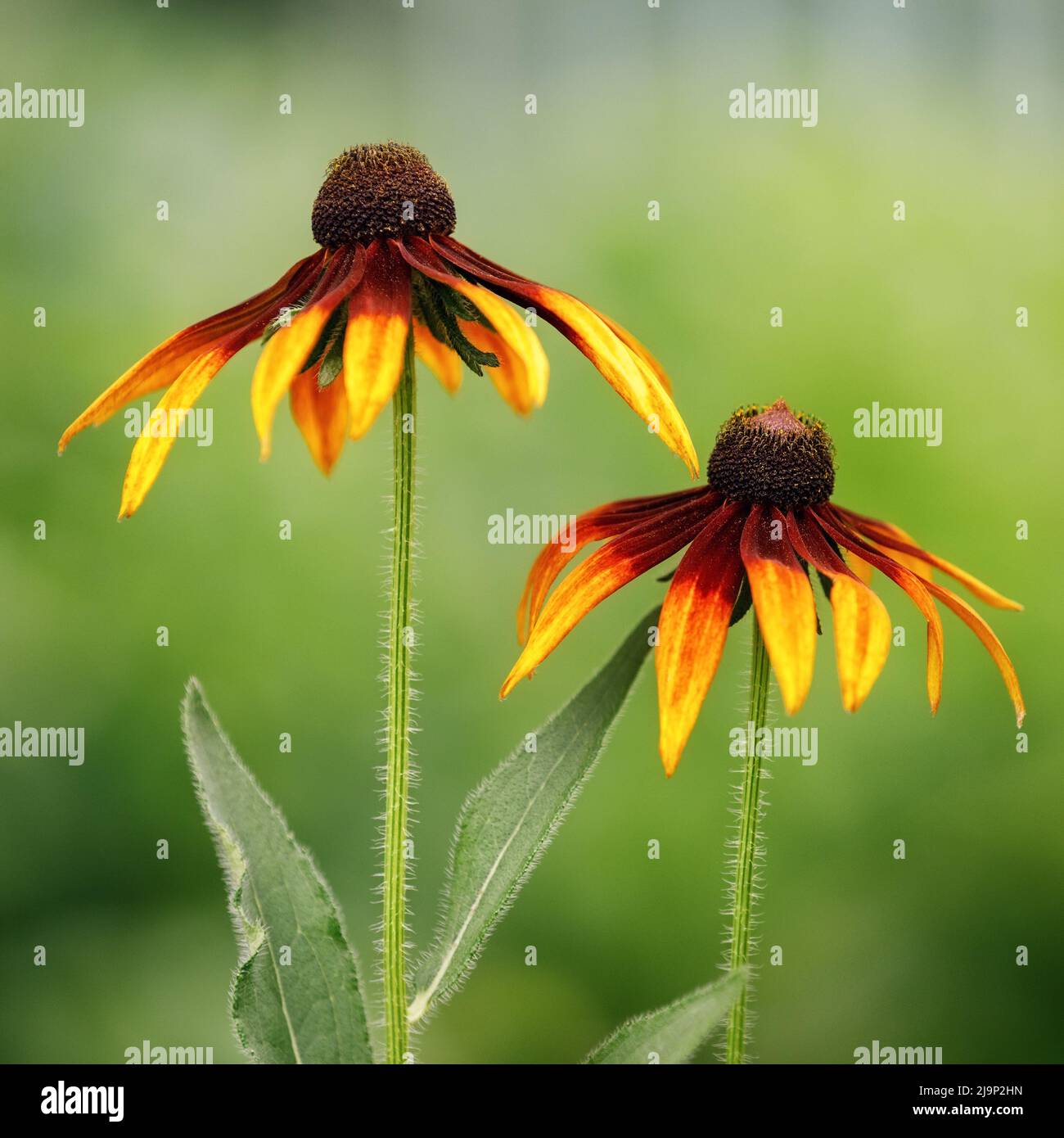 Black eyed susan yellow rudbeckia flowers. Square photo Stock Photo - Alamy