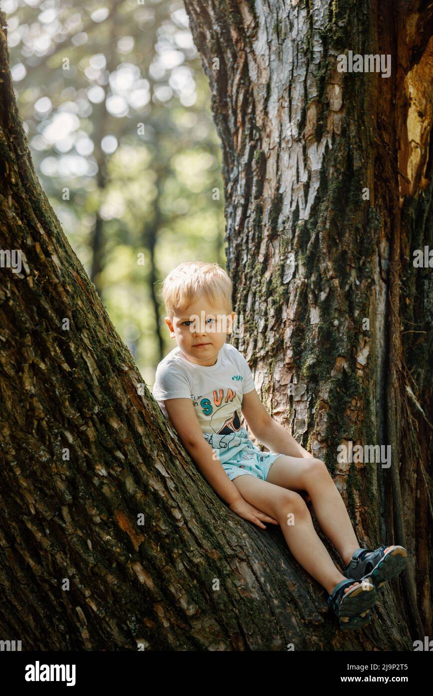 Little boy sitting on tree branch. Outdoors. Sunny day. Active boy ...