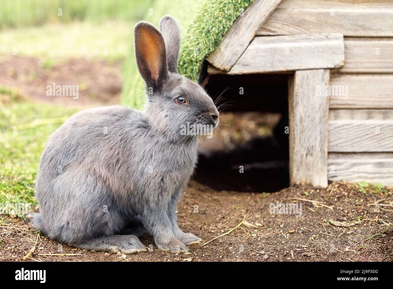 A gray big rabbit with straight ears squats outside near his habitation ...