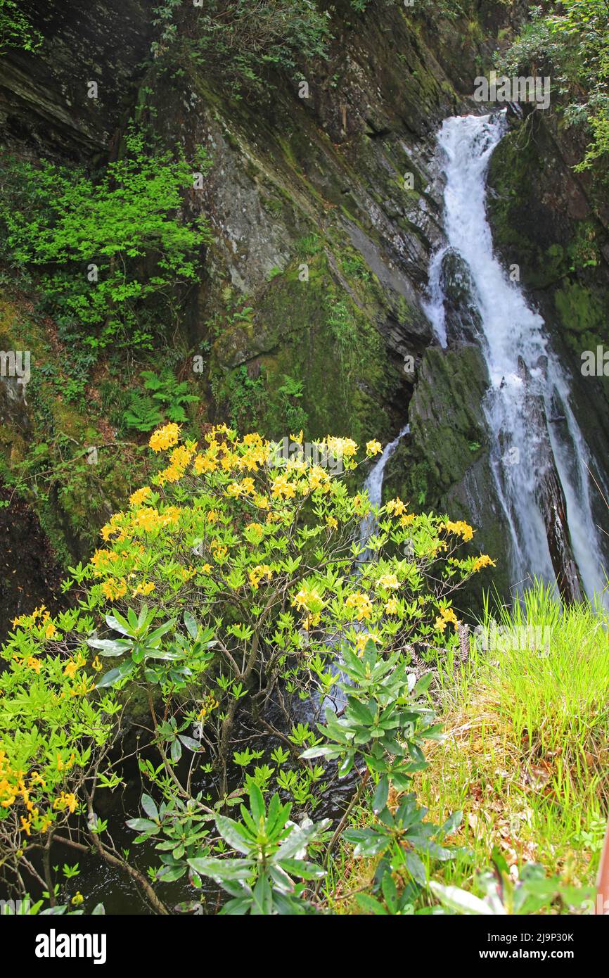 Aberystwyth devils bridge waterfalls hi-res stock photography and ...