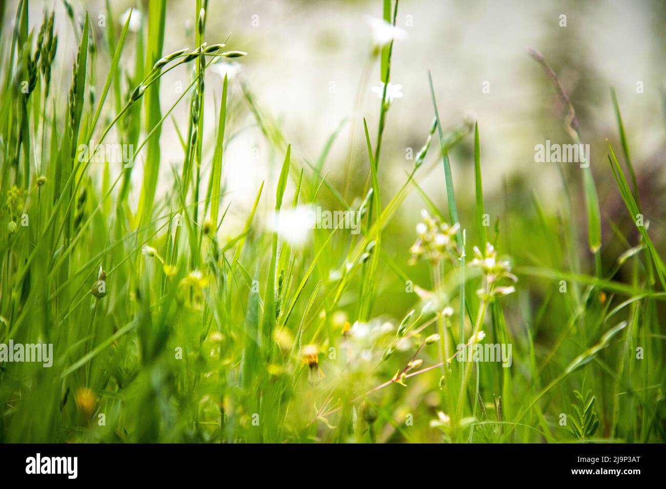 Close-up view of green plants Stock Photo - Alamy