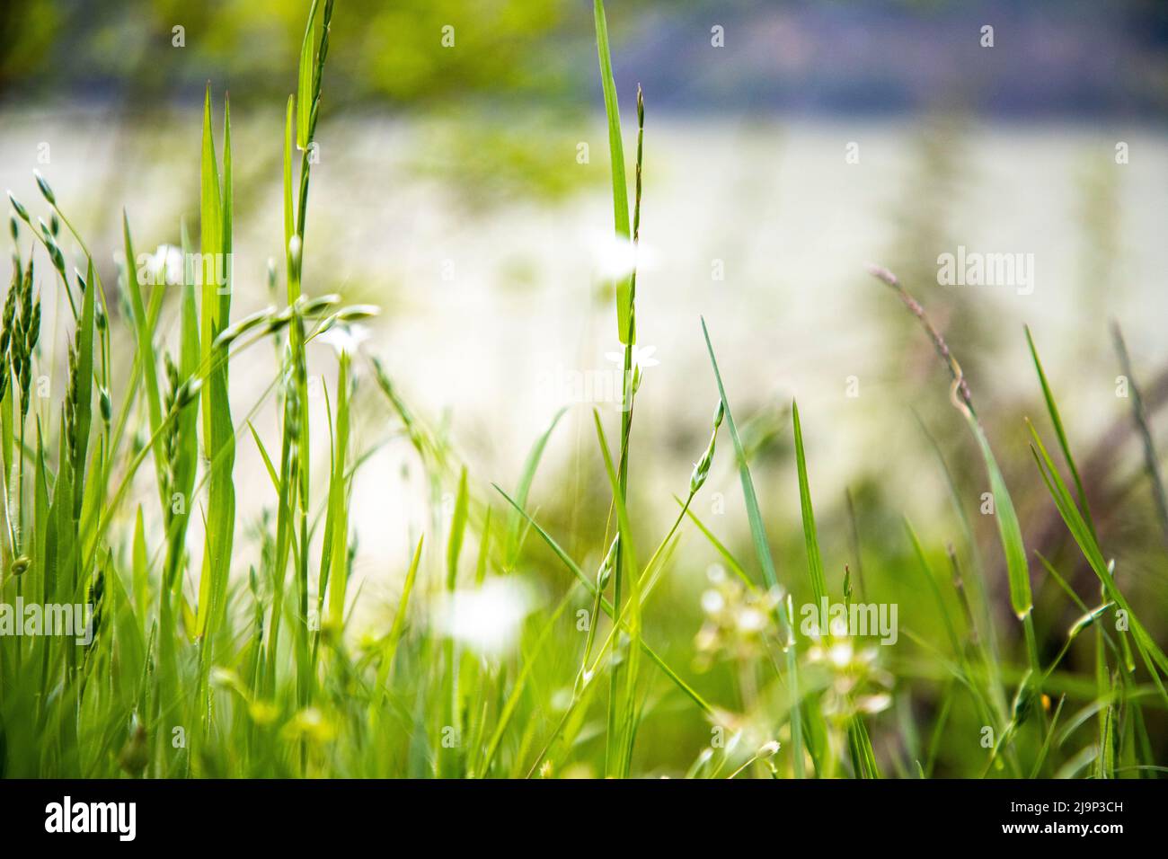 Close-up view of green plants Stock Photo - Alamy