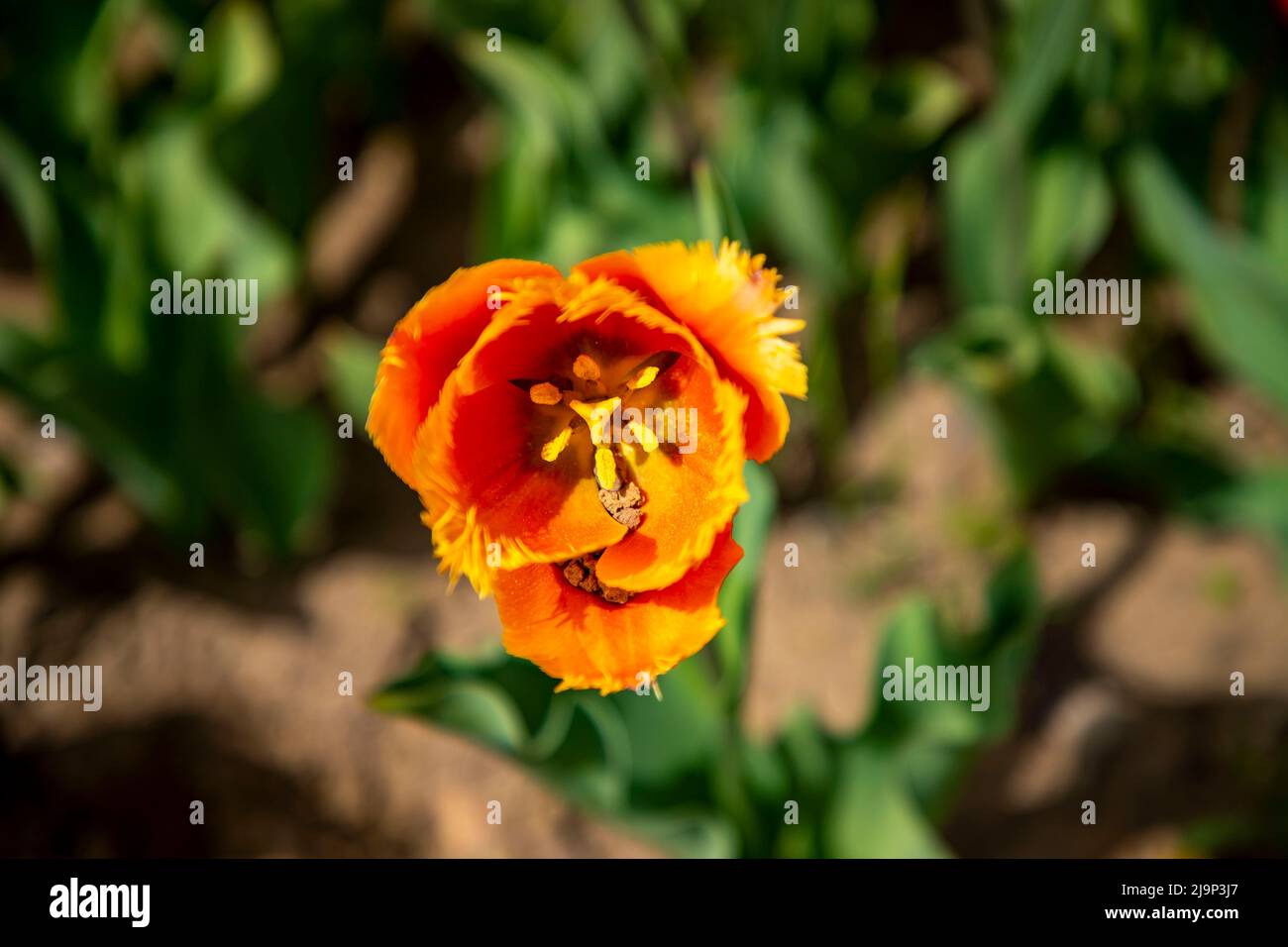 Colorful tulips, izmit seka park gardens, Kocaeli,Turkey Stock Photo ...