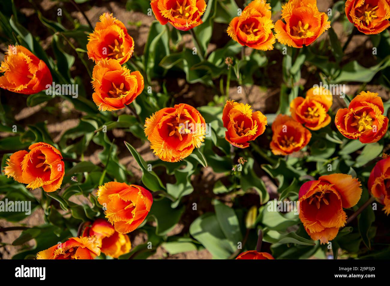 Colorful tulips, izmit seka park gardens, Kocaeli,Turkey Stock Photo ...