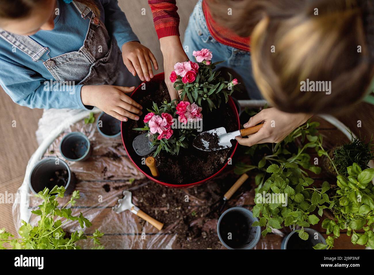 Top view of two little sisters planting flowers together, home ...