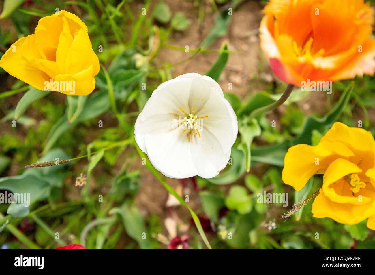 Colorful tulips, izmit seka park gardens, Kocaeli,Turkey Stock Photo ...