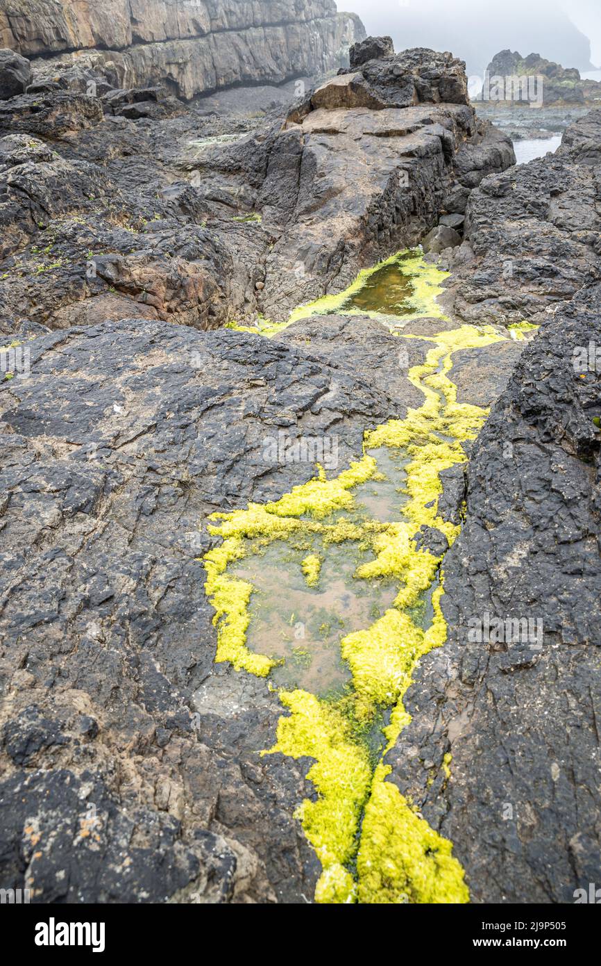 Plants and seaweed on Vagseidi cliffs , Streymoy Island, Faroe Islands ...