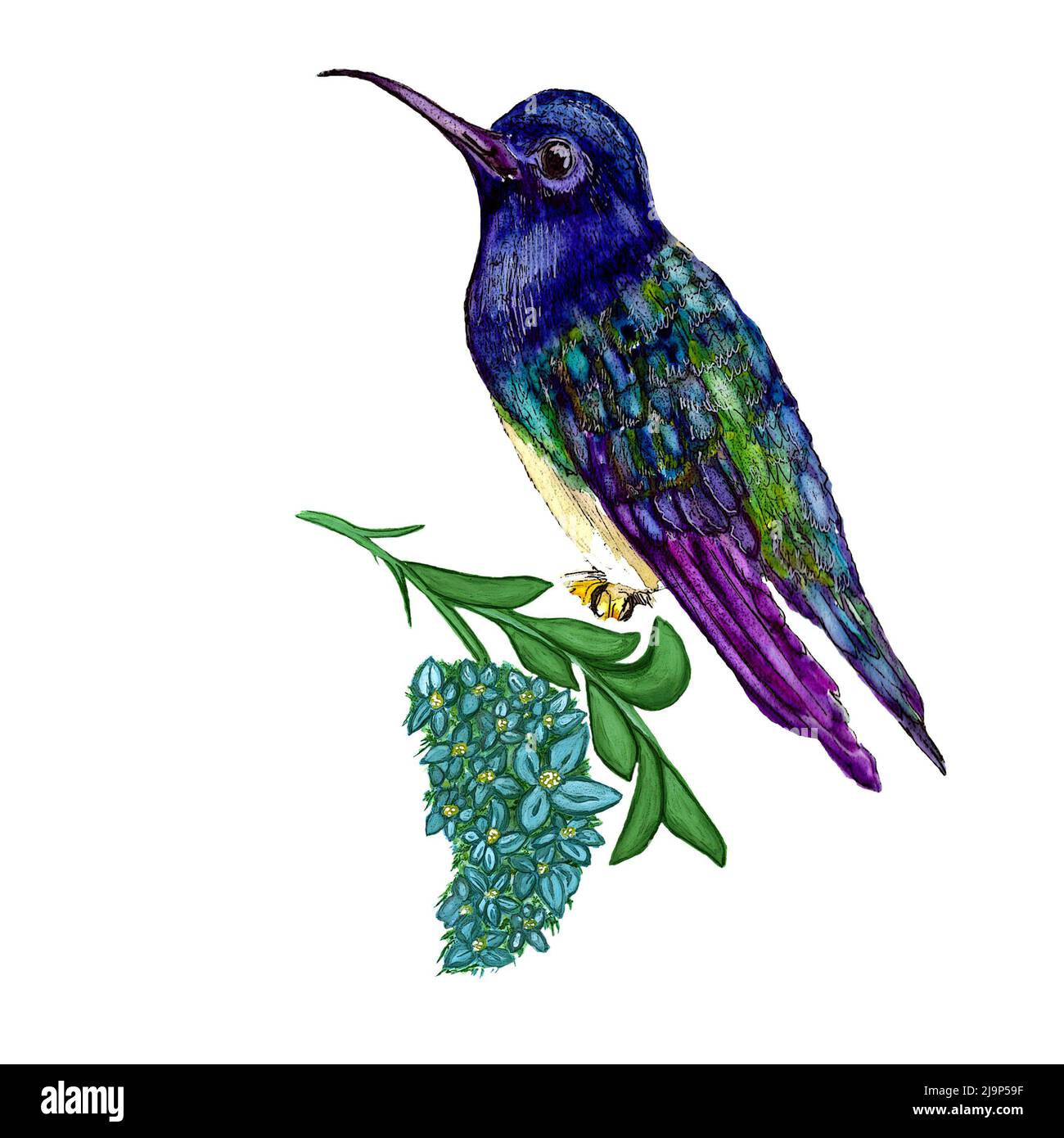 Hummingbird on Hydrangea flowers on an isolated white background ...