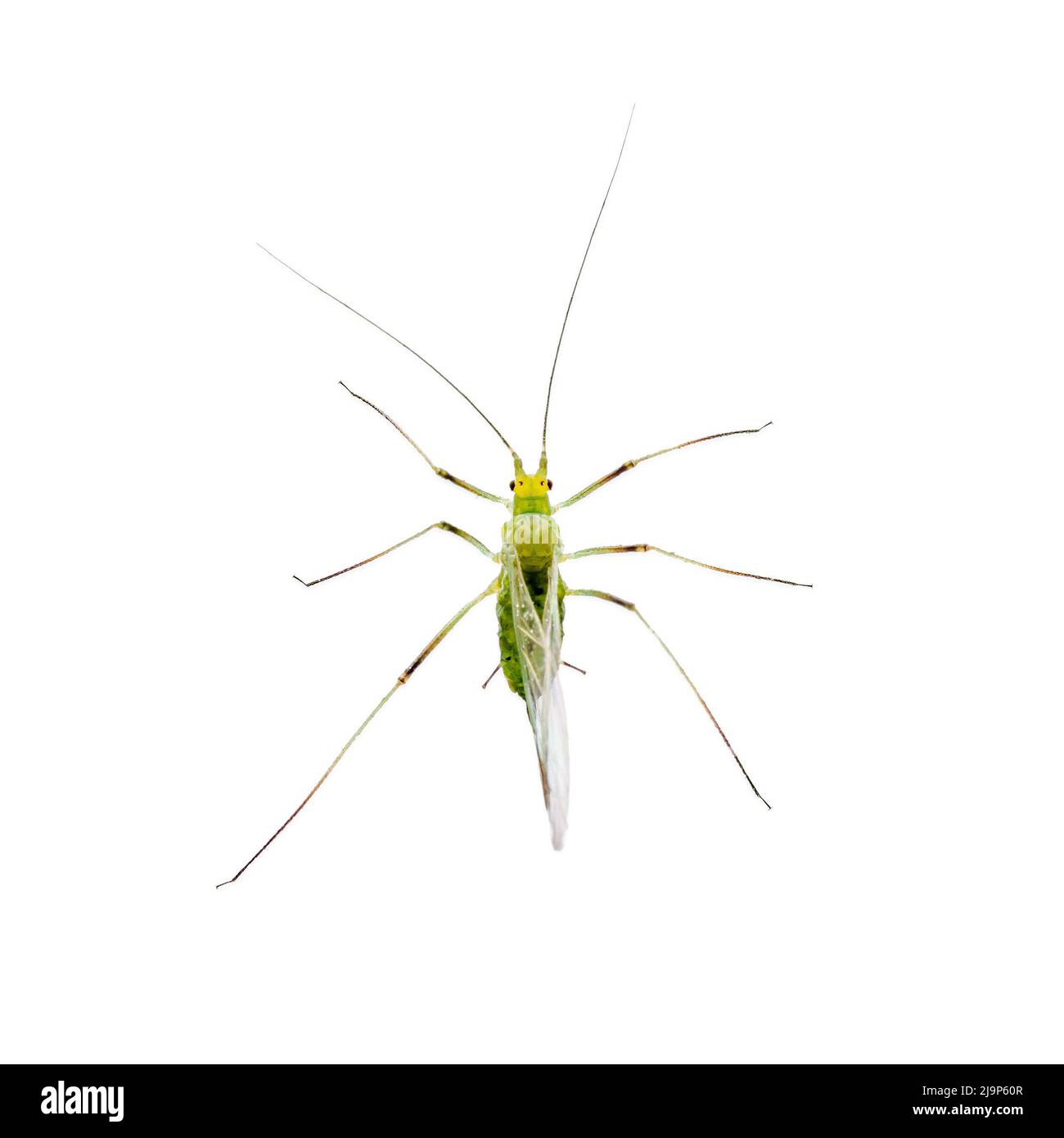 Green fly hi-res stock photography and images - Alamy