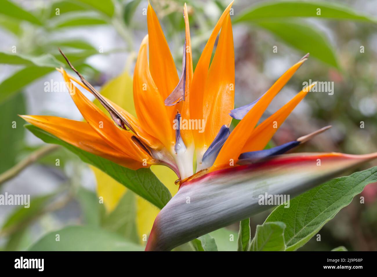 Bird of Paradise Flower which is also known as the crane flower Stock ...