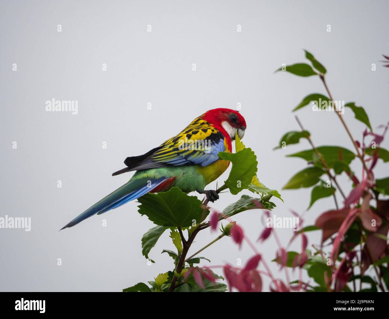 Eastern Rosella bird feeding on a on Lilly Pilly Bush, Australian birds ...