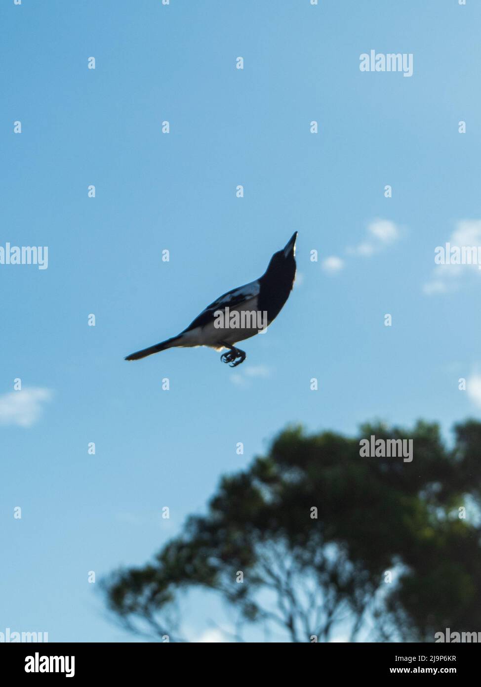 Australian Bird, Butcherbird mid air in flight, optical illusion as it ...