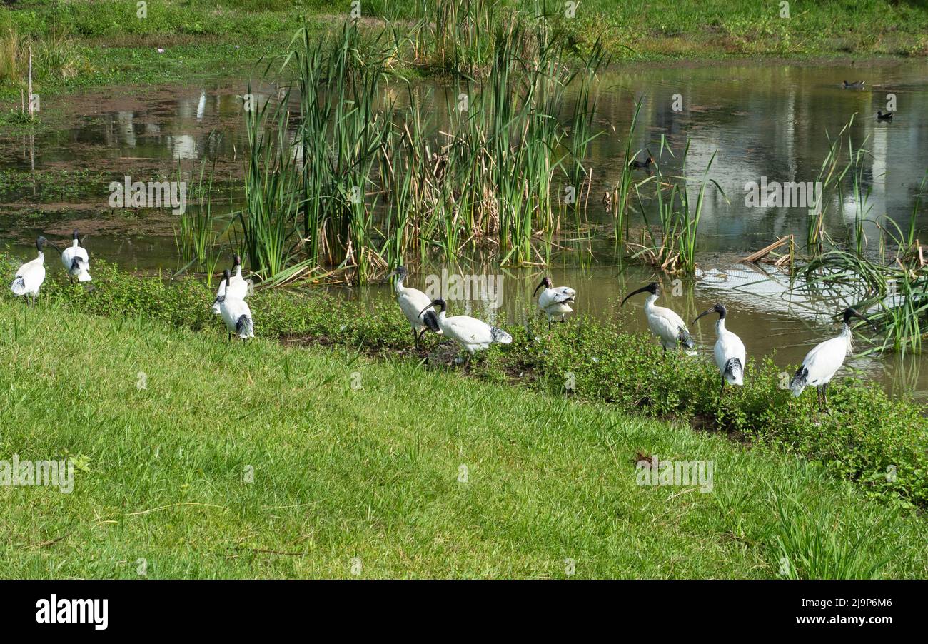 Birds, Ibis, Threskiornis molucca, A flock of Ibises by the lake water ...