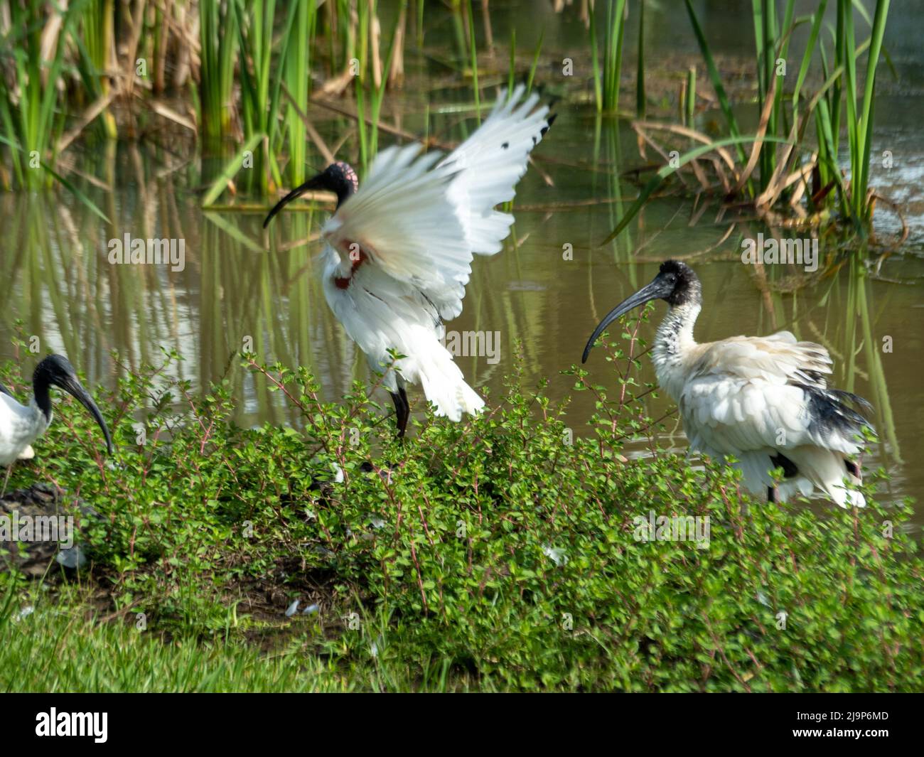Scarlet chickens hi-res stock photography and images - Alamy