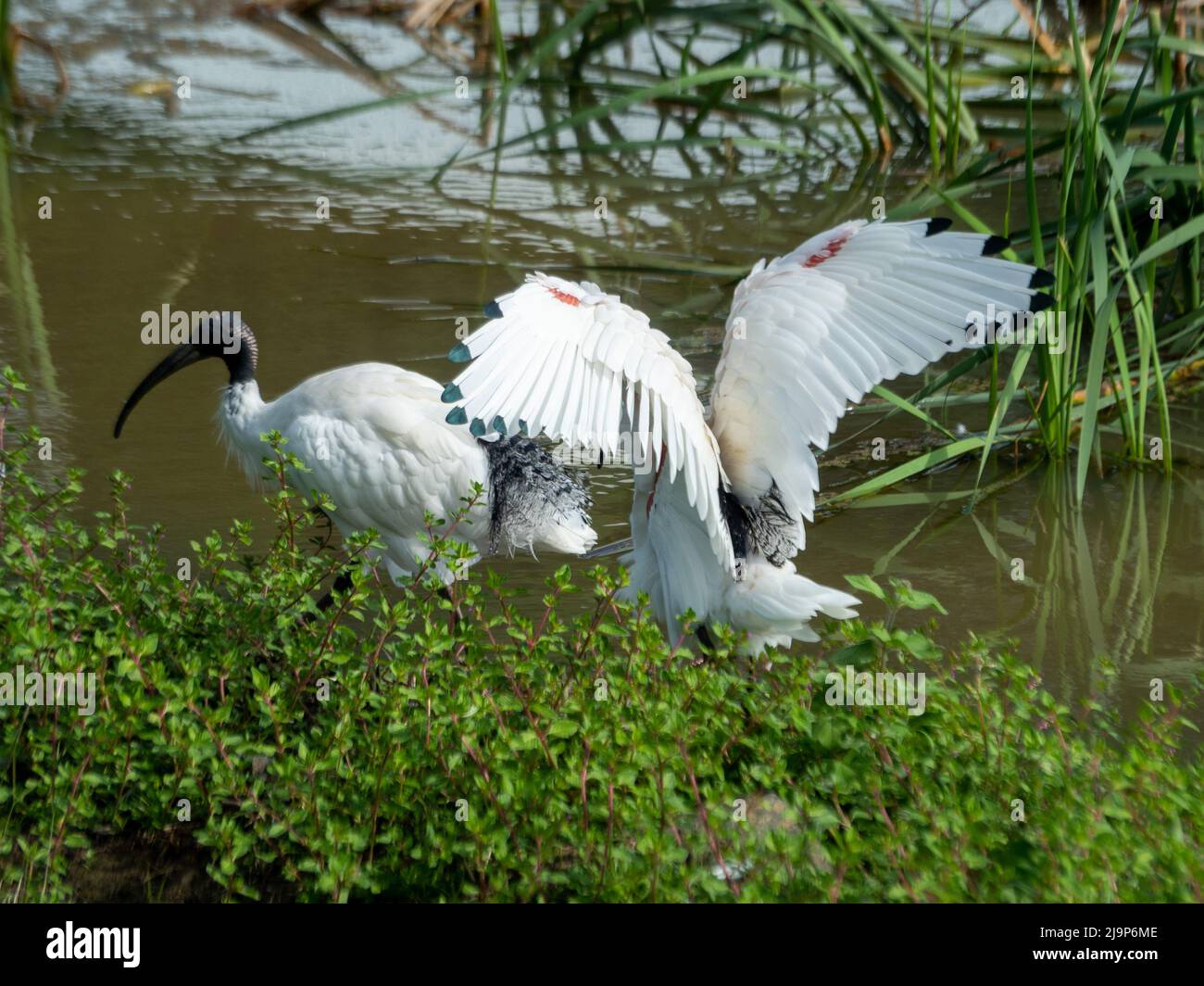 Birds, Ibises, Threskiornis molucca, one Ibis with wings raised ...