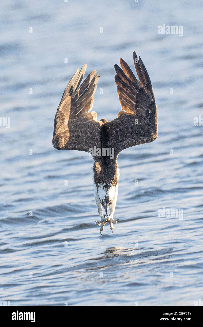 U.S. based wildlife photographer Kathy Wade captured the moment an ...