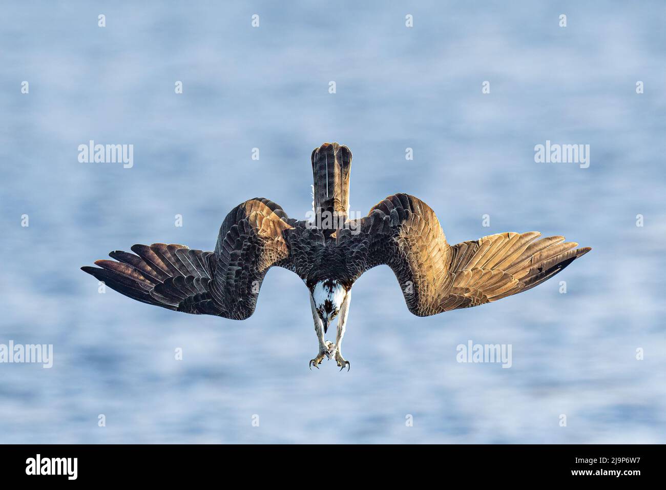 U.S. based wildlife photographer Kathy Wade captured the moment an ...
