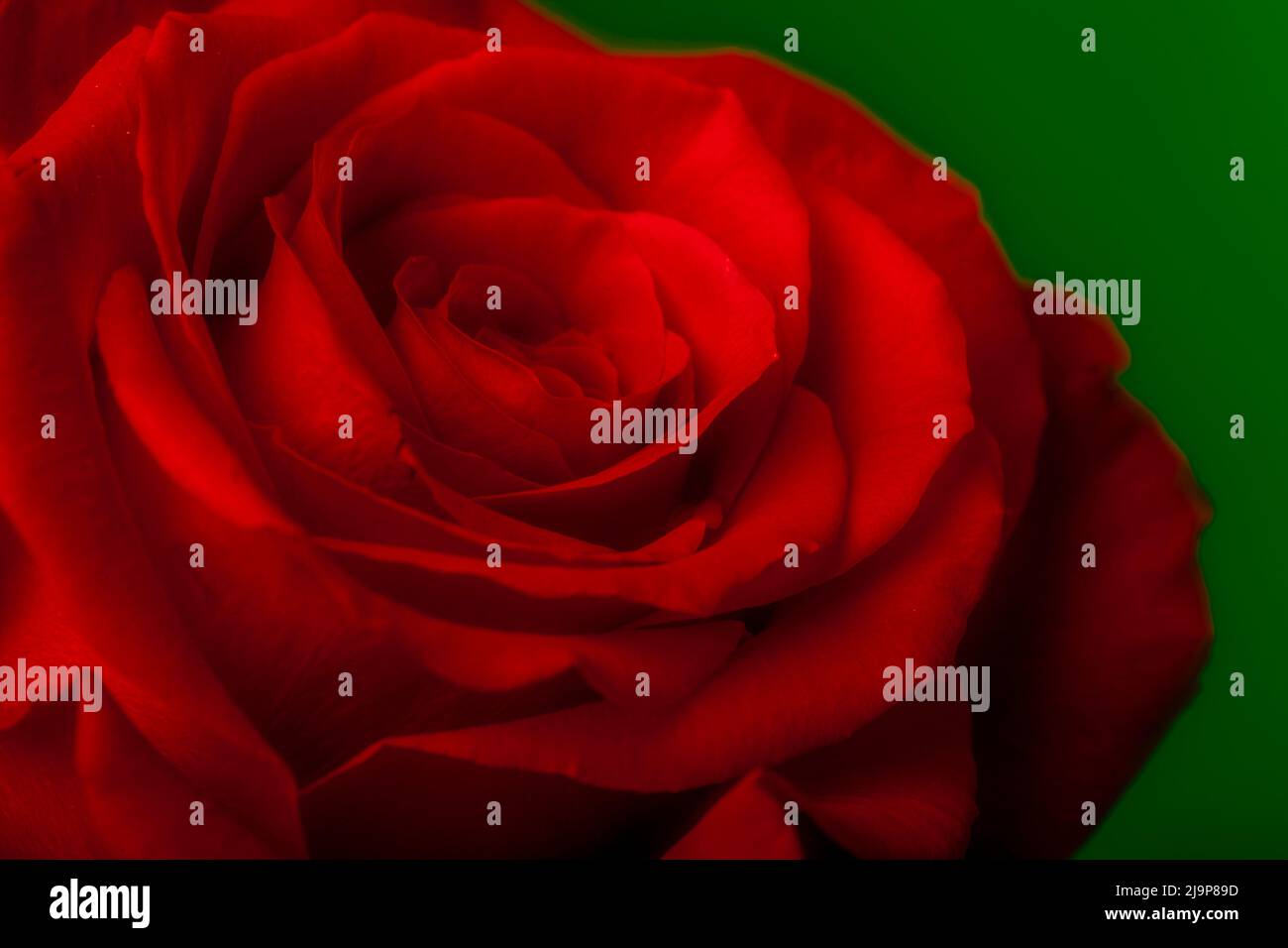One romantic red rose soft focus filter with green background symbolic ...