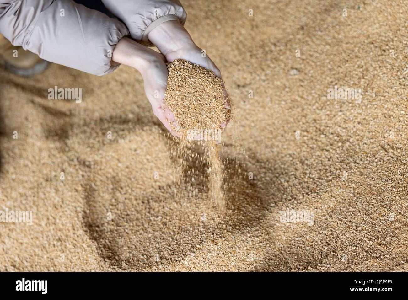 Farmer holding scoop of soybean husk Stock Photo - Alamy