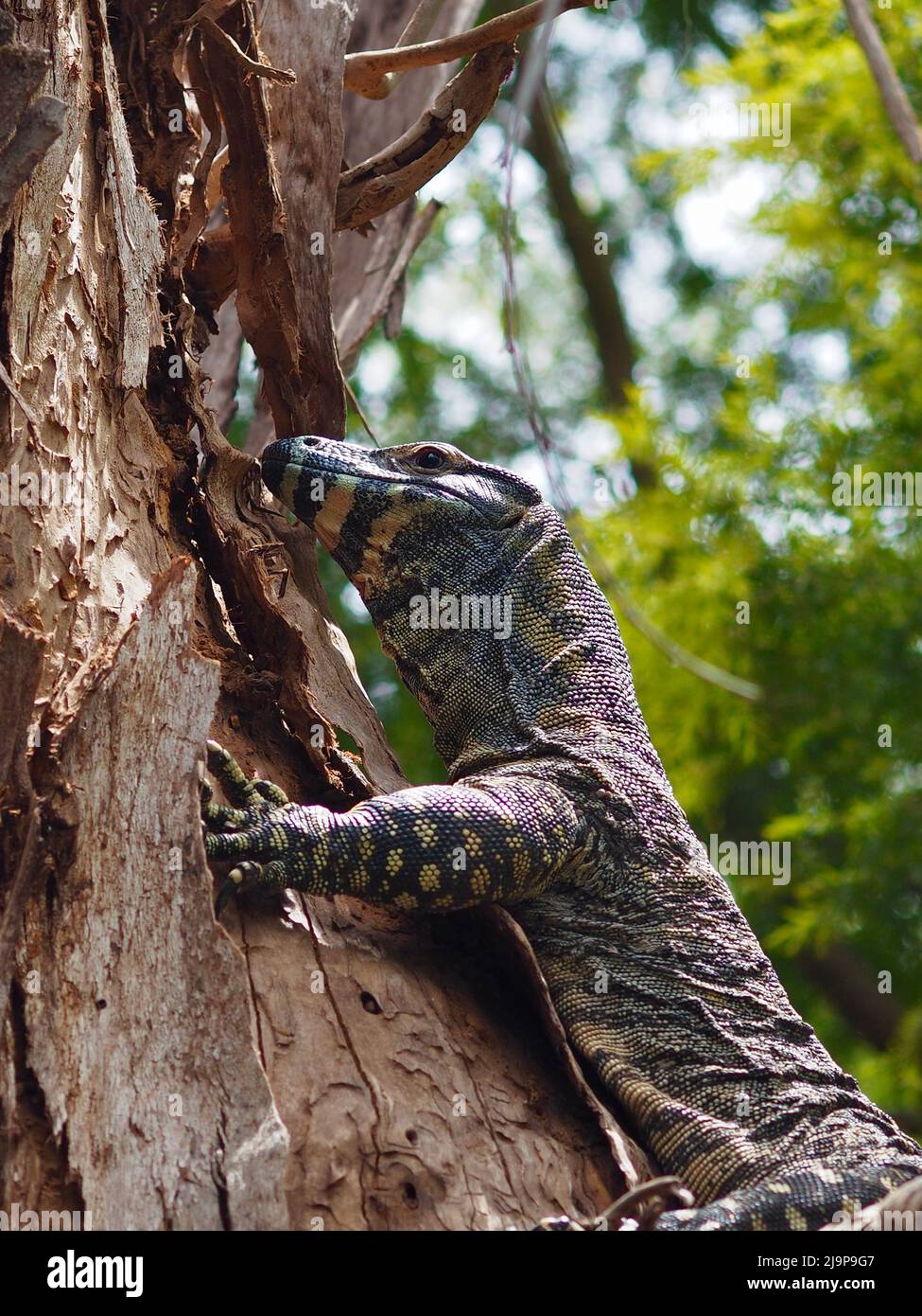 Lace monitor hi-res stock photography and images - Alamy