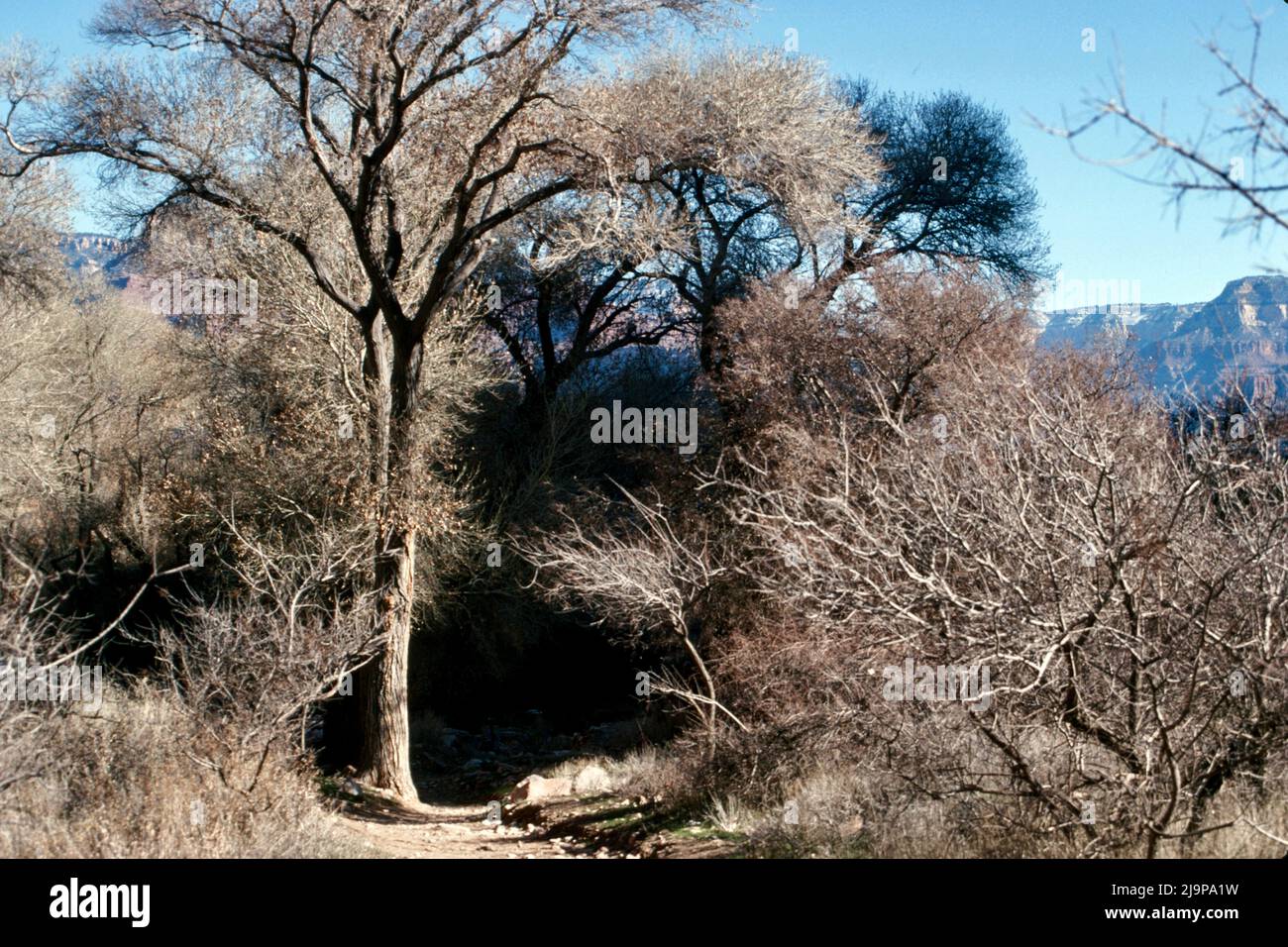 Silvery trees and bushes in the winter at the bottom of Grand Canyon ...