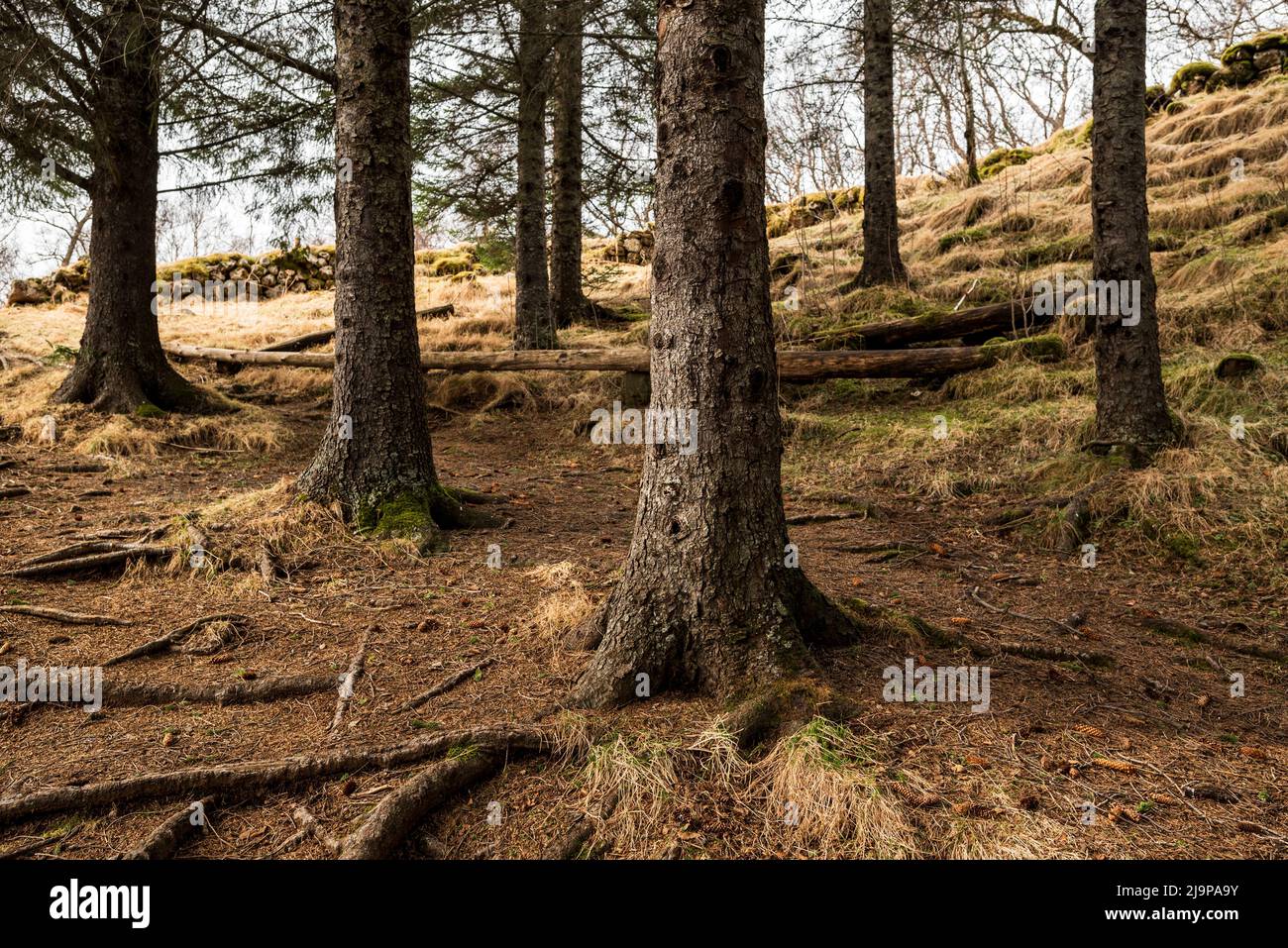 Trunks and roots of mighty old coniferous trees in a beautiful small ...