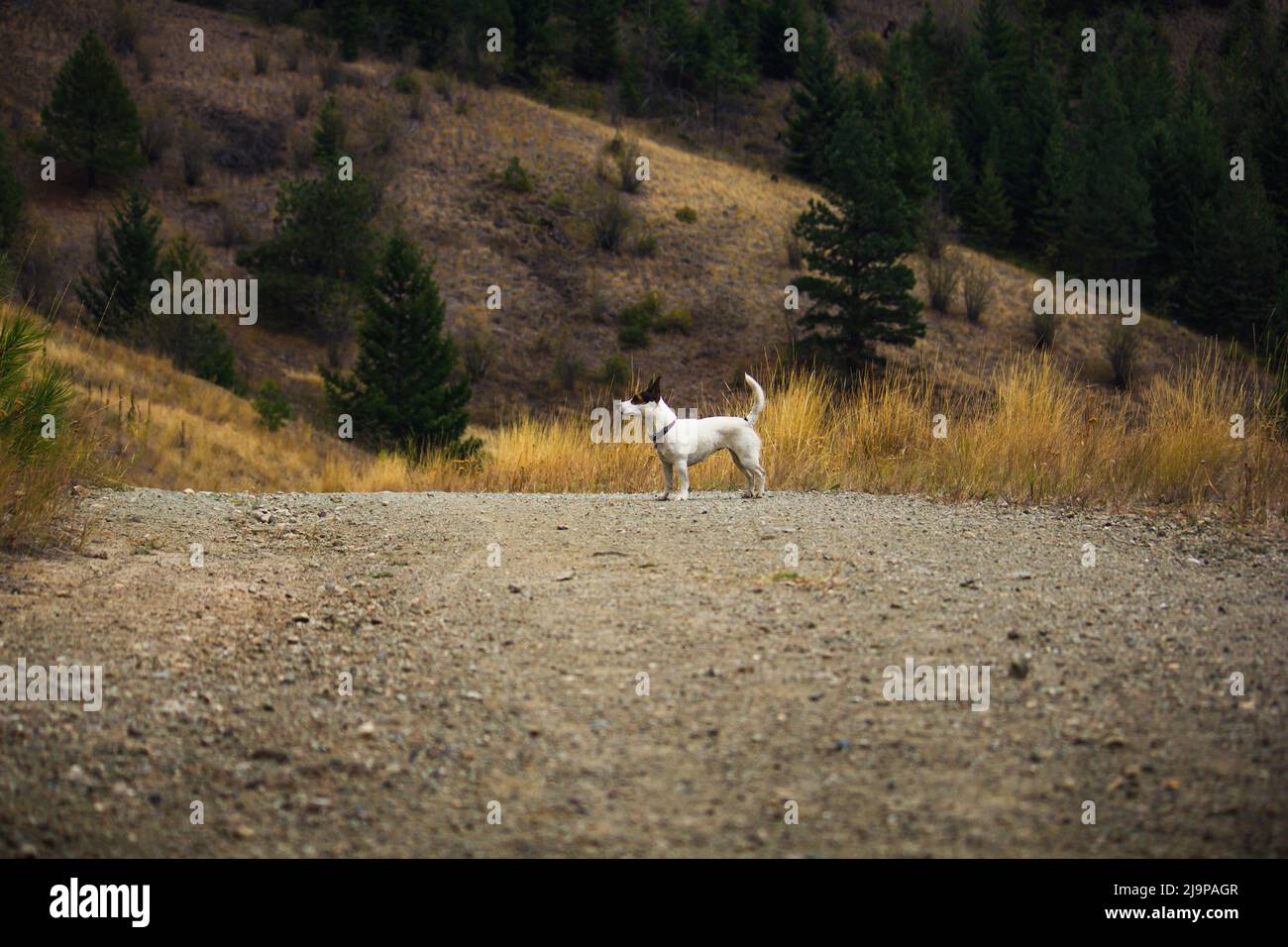 Dog on hiking path hi-res stock photography and images - Alamy