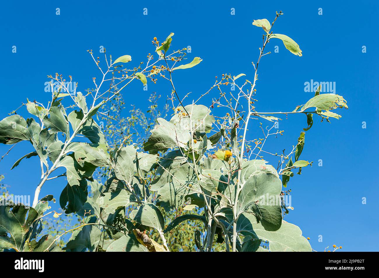 Acacia dunnii hi-res stock photography and images - Alamy