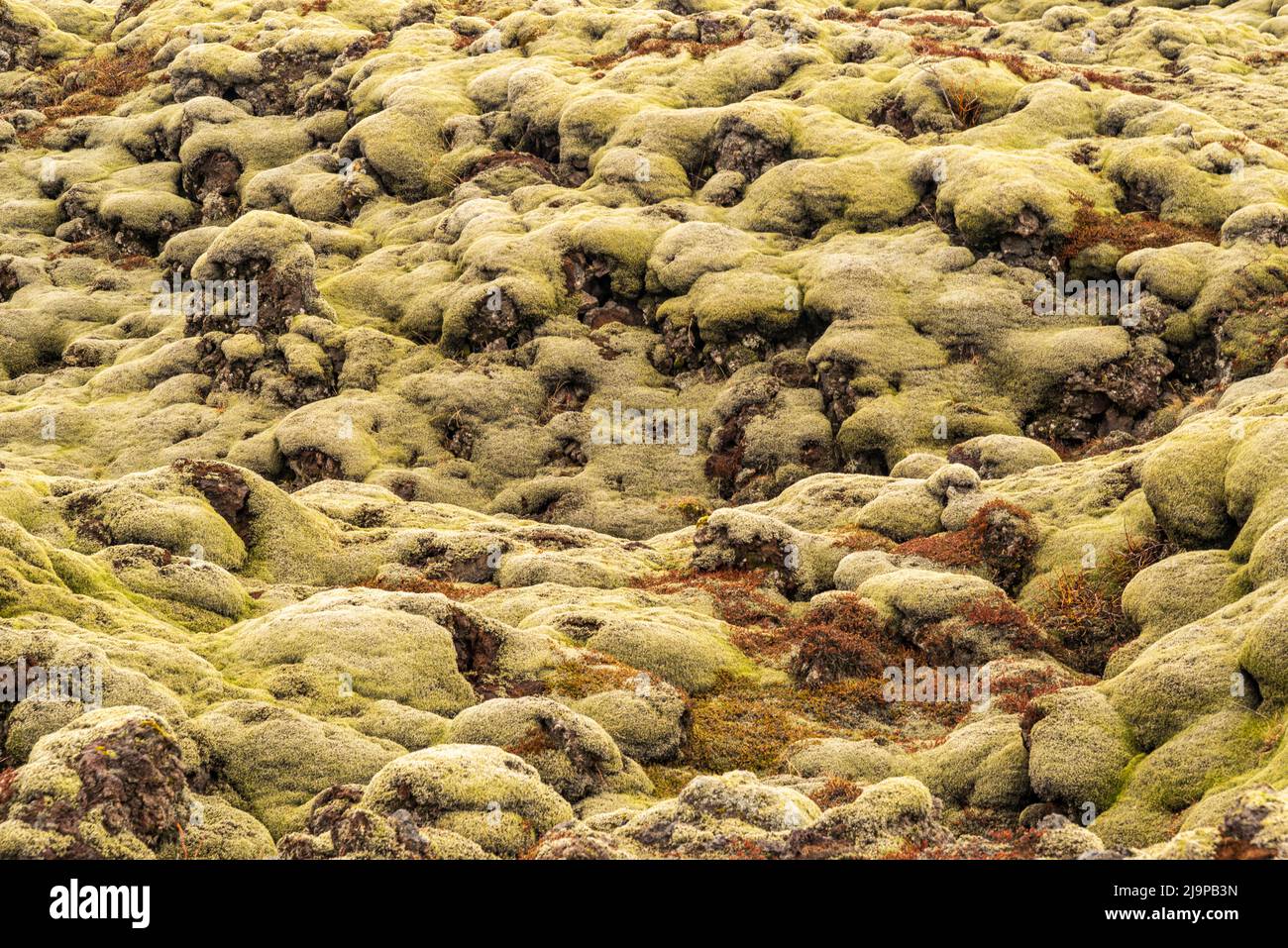 Icelandic moss background texture, full frame close-up of moss-covered ...