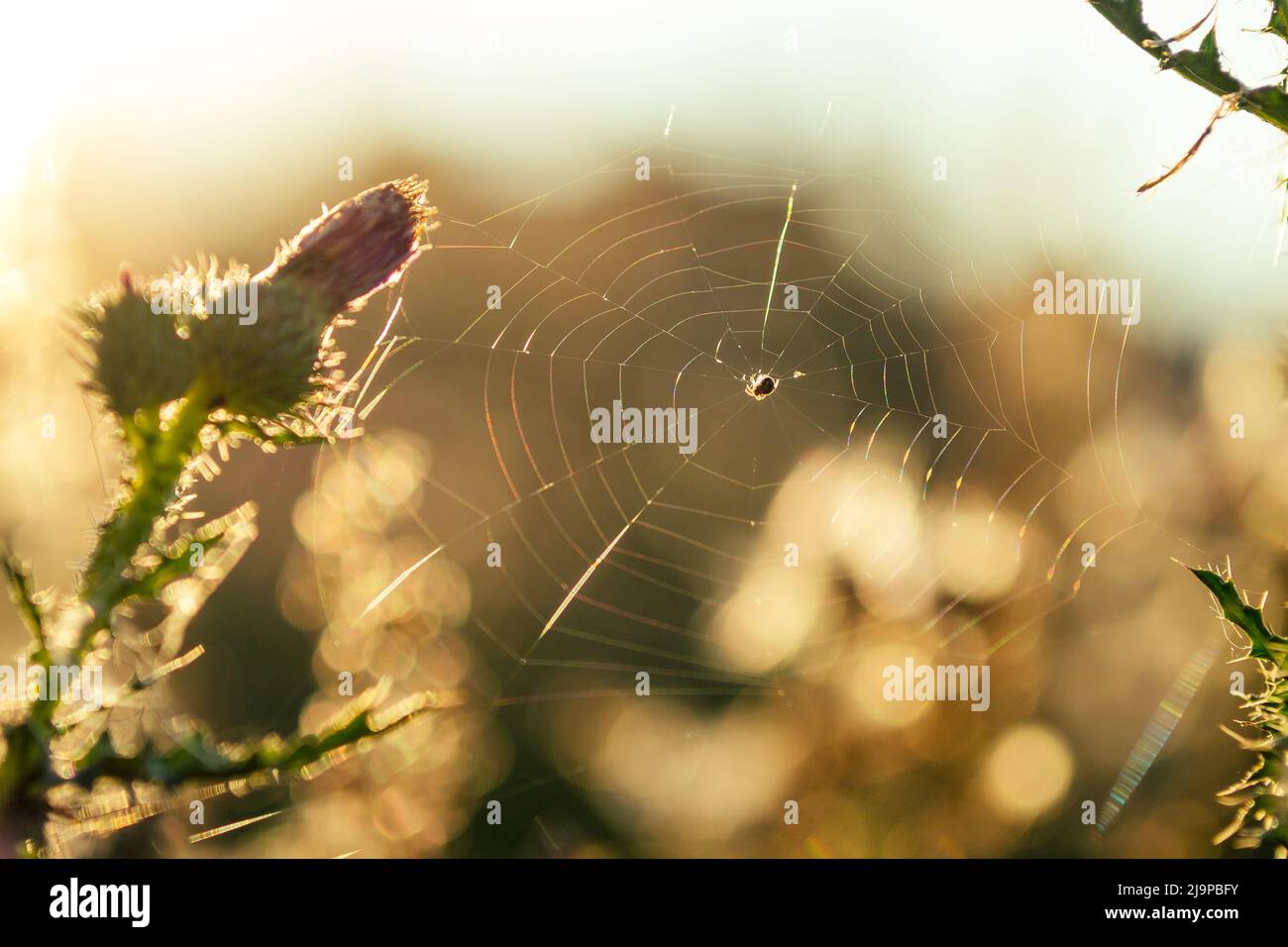 Spider on spider web summer day field Stock Photo - Alamy