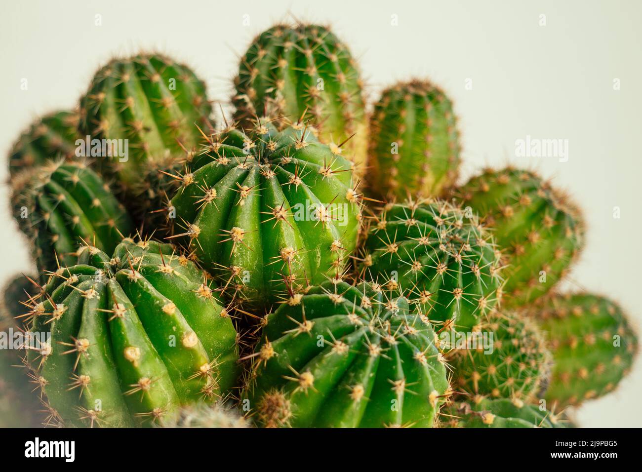 Razor shave woman armpit hi-res stock photography and images - Alamy