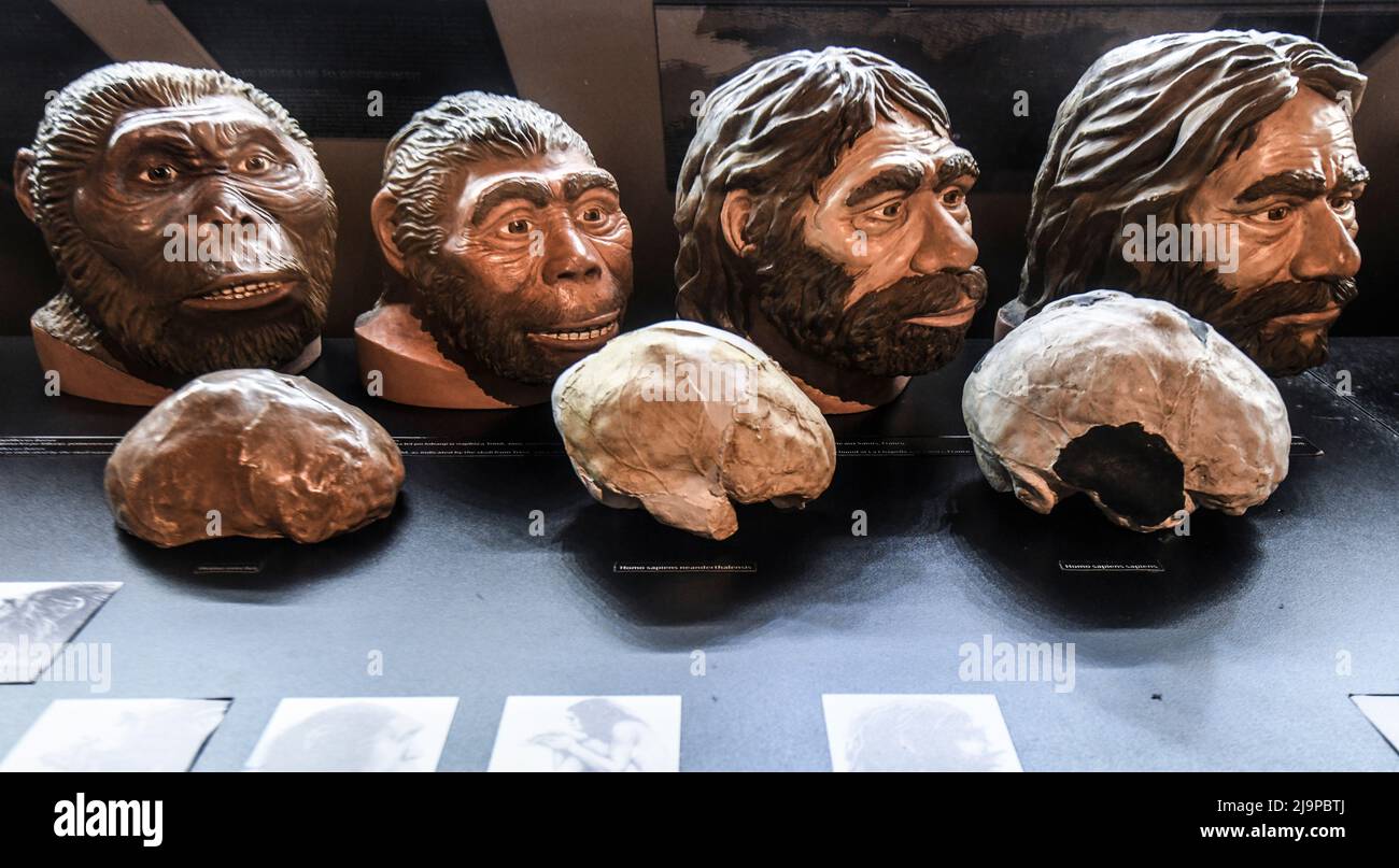 Neanderthals hi-res stock photography and images - Alamy
