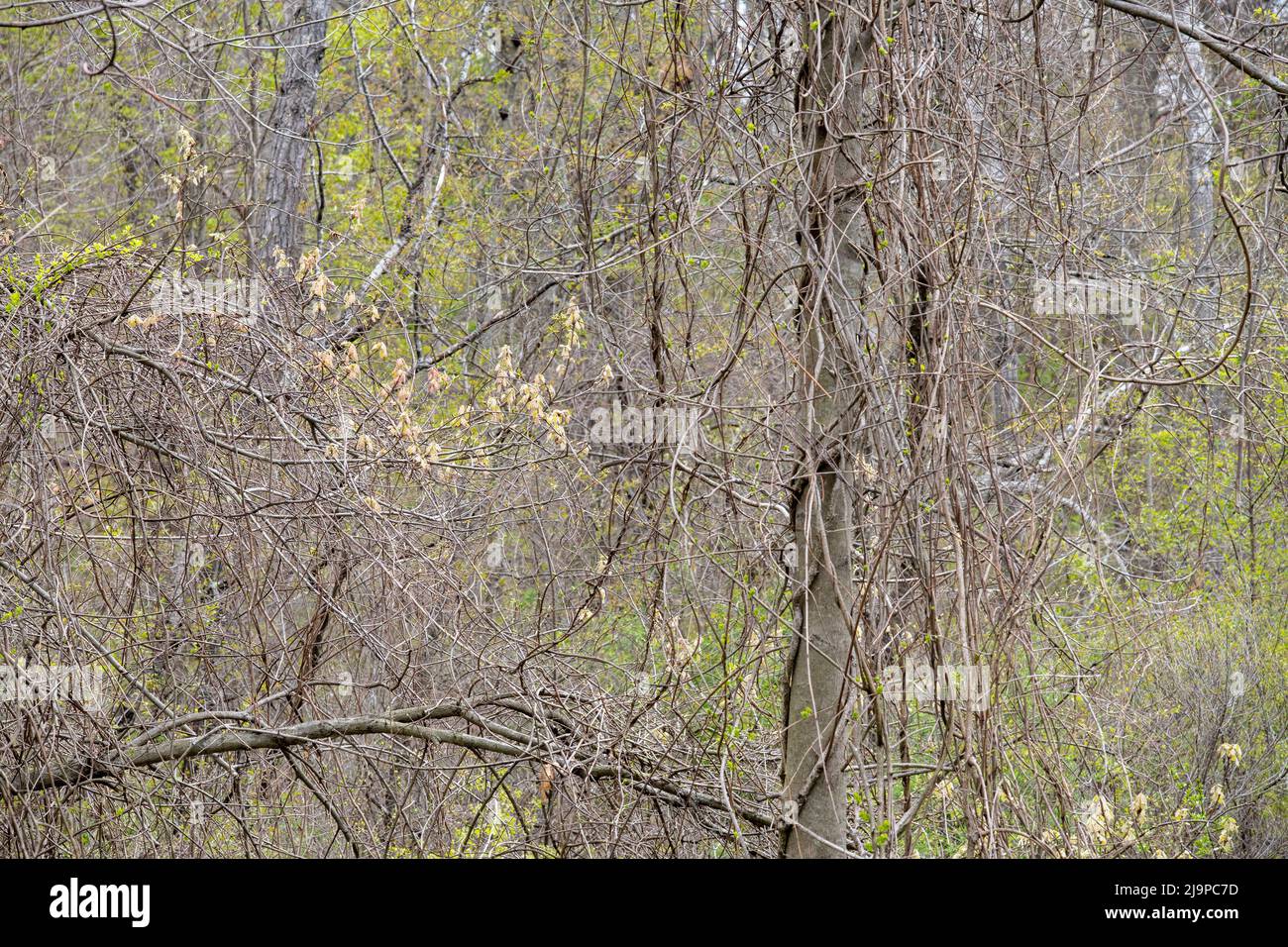Great meadows lexington hi-res stock photography and images - Alamy