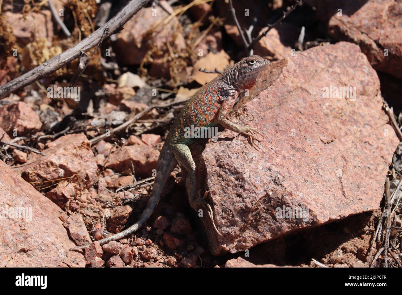 Adult male Greater earless lizard or Cophosaurus texanus sunning and ...