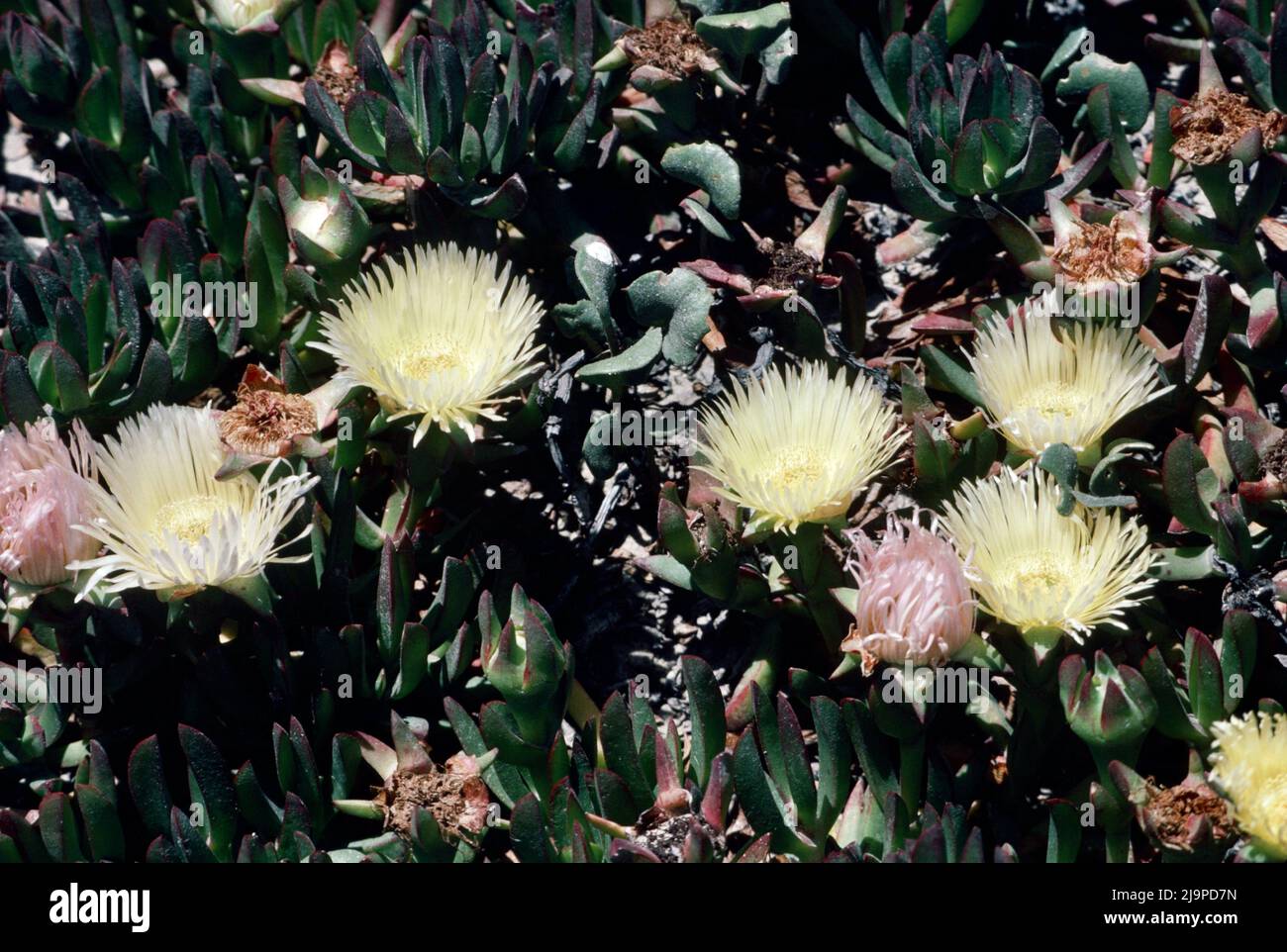 Ice plant on Monterey Peninsula, California in 1984 Stock Photo - Alamy