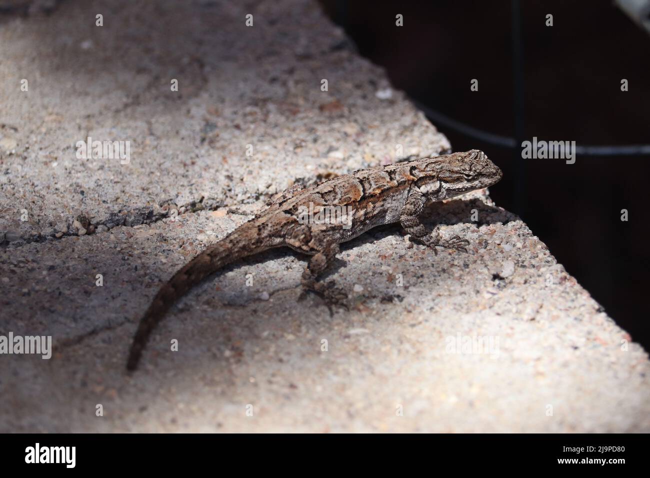 Ornate tree lizard or Urosaurus ornatus standing on a short cinder ...