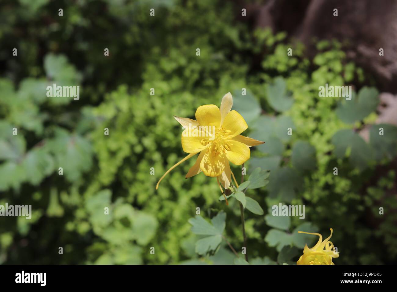 Yellow columbine or aquilegia flower at the Tonto natural bridge in ...